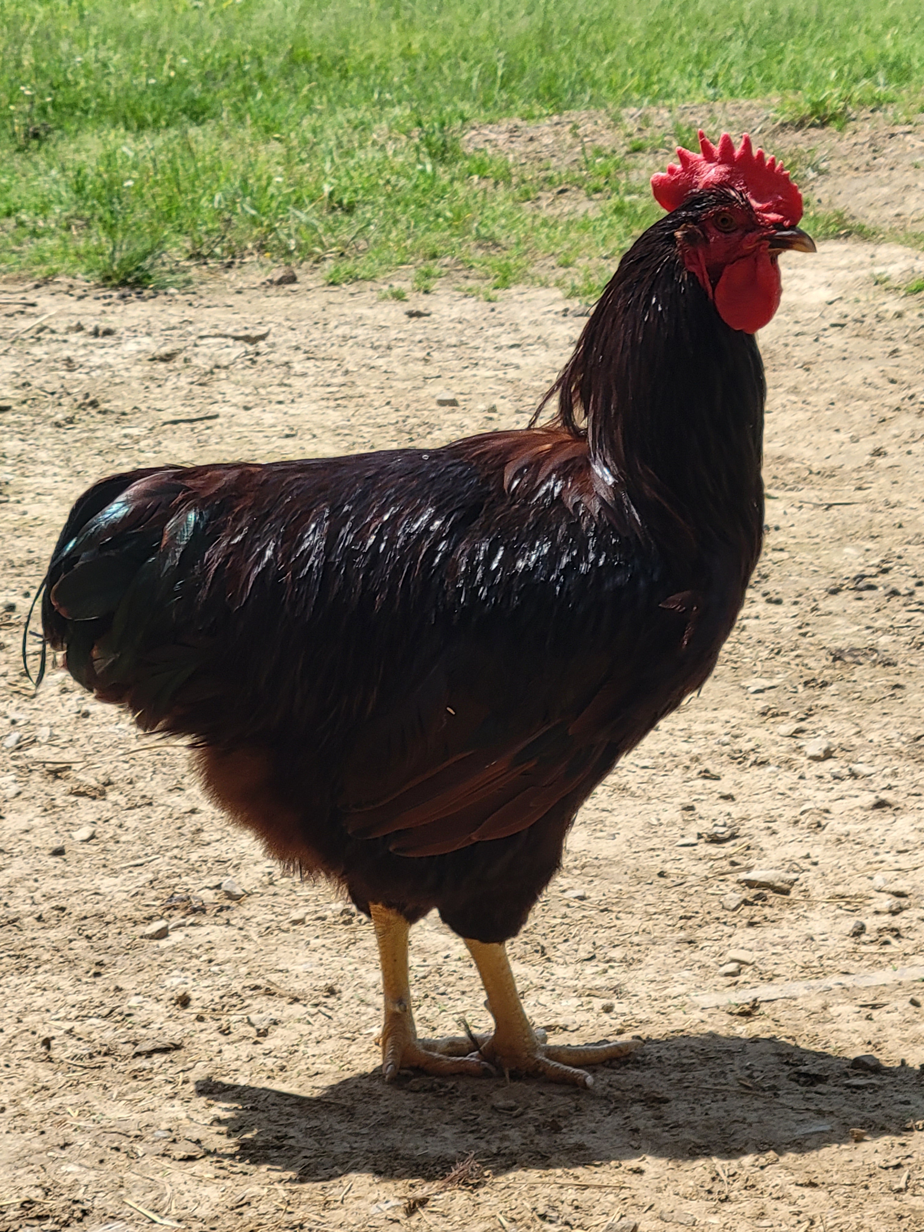 Heritage Rhode Island Red Chicks - Chicken Scratch Poultry