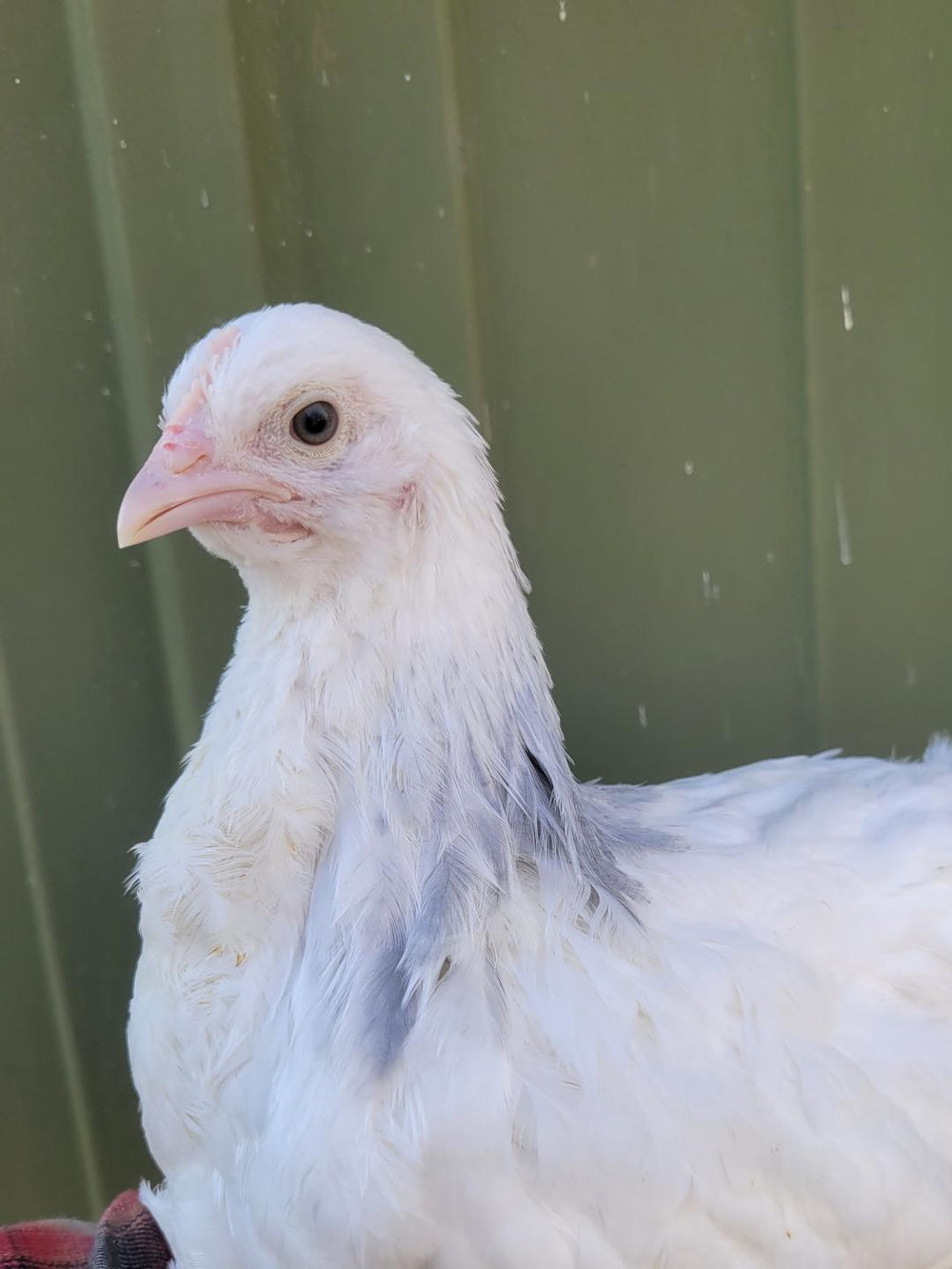 Chicken Scratch Poultry