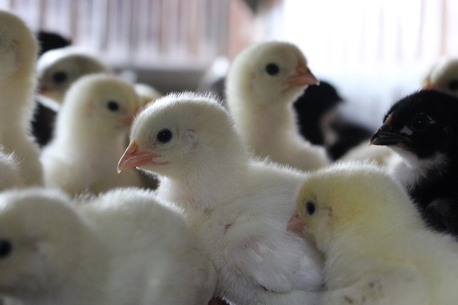 Chicken Scratch Poultry