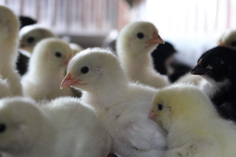 Chicken Scratch Poultry