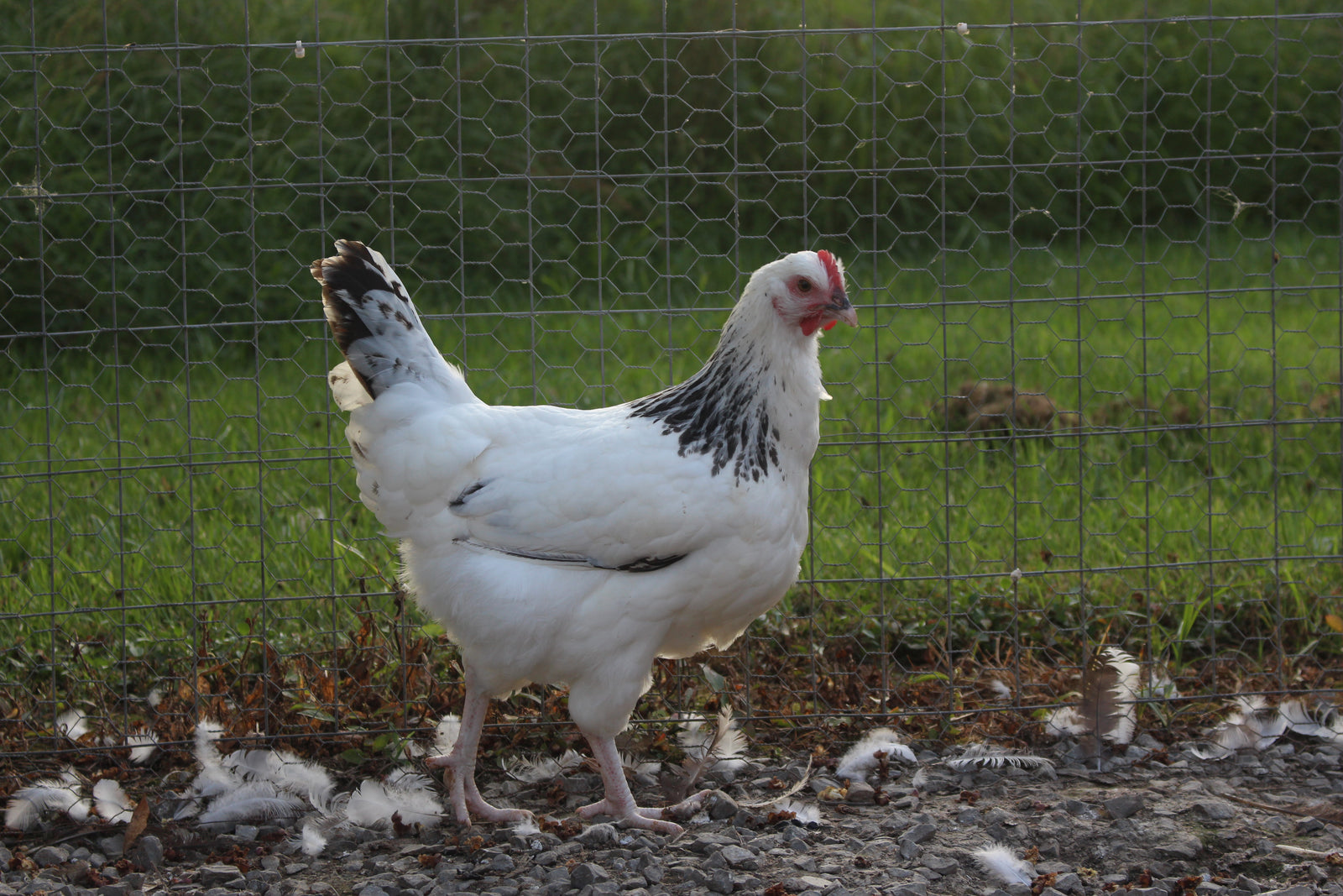 Chicken Scratch Poultry