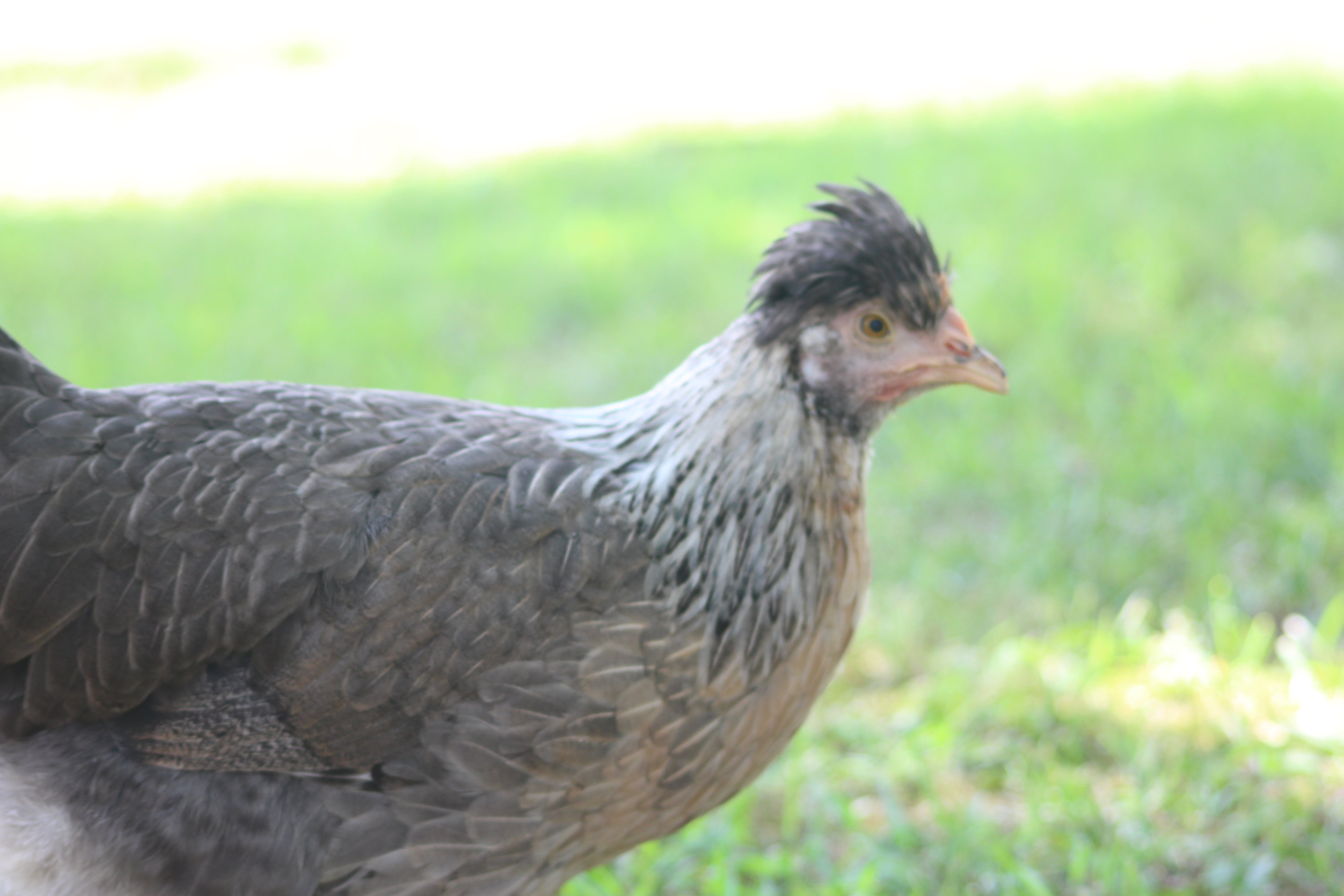 Crested Cream Legbar Started Young Pullet Hens - Chicken Scratch Poultry