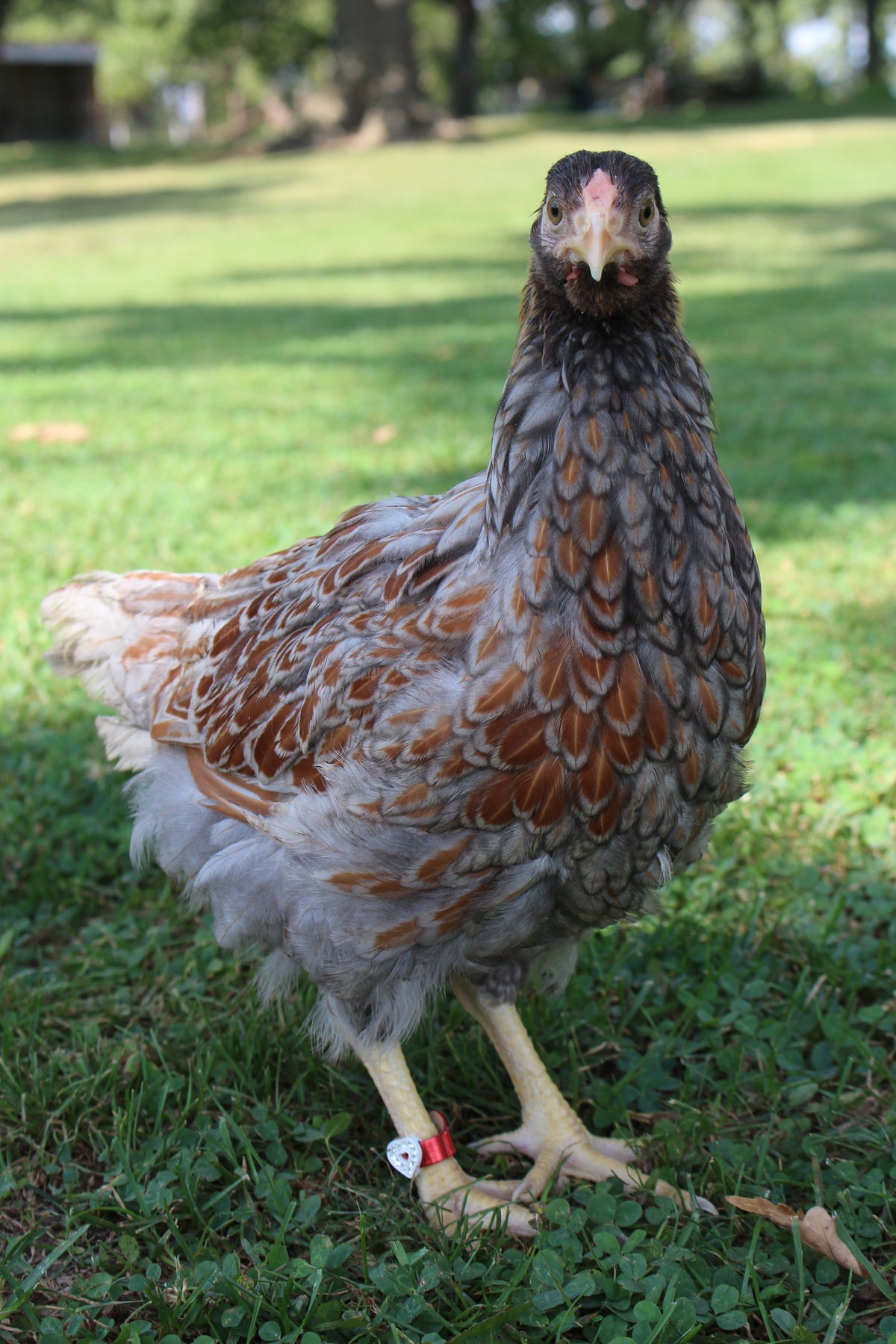 Blue Laced Red Wyandotte Started Young Pullet Hens - Chicken Scratch ...