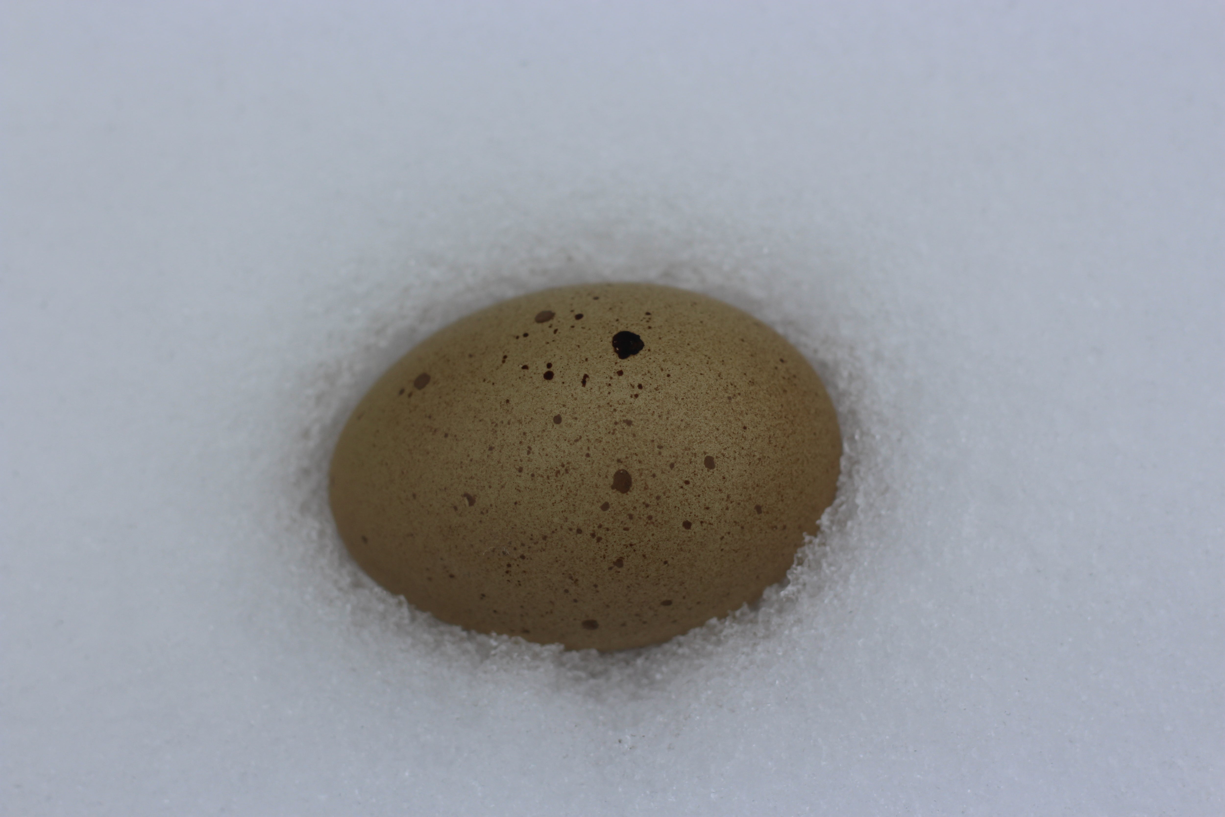 F2 Olive Egger Chicks - Chicken Scratch Poultry