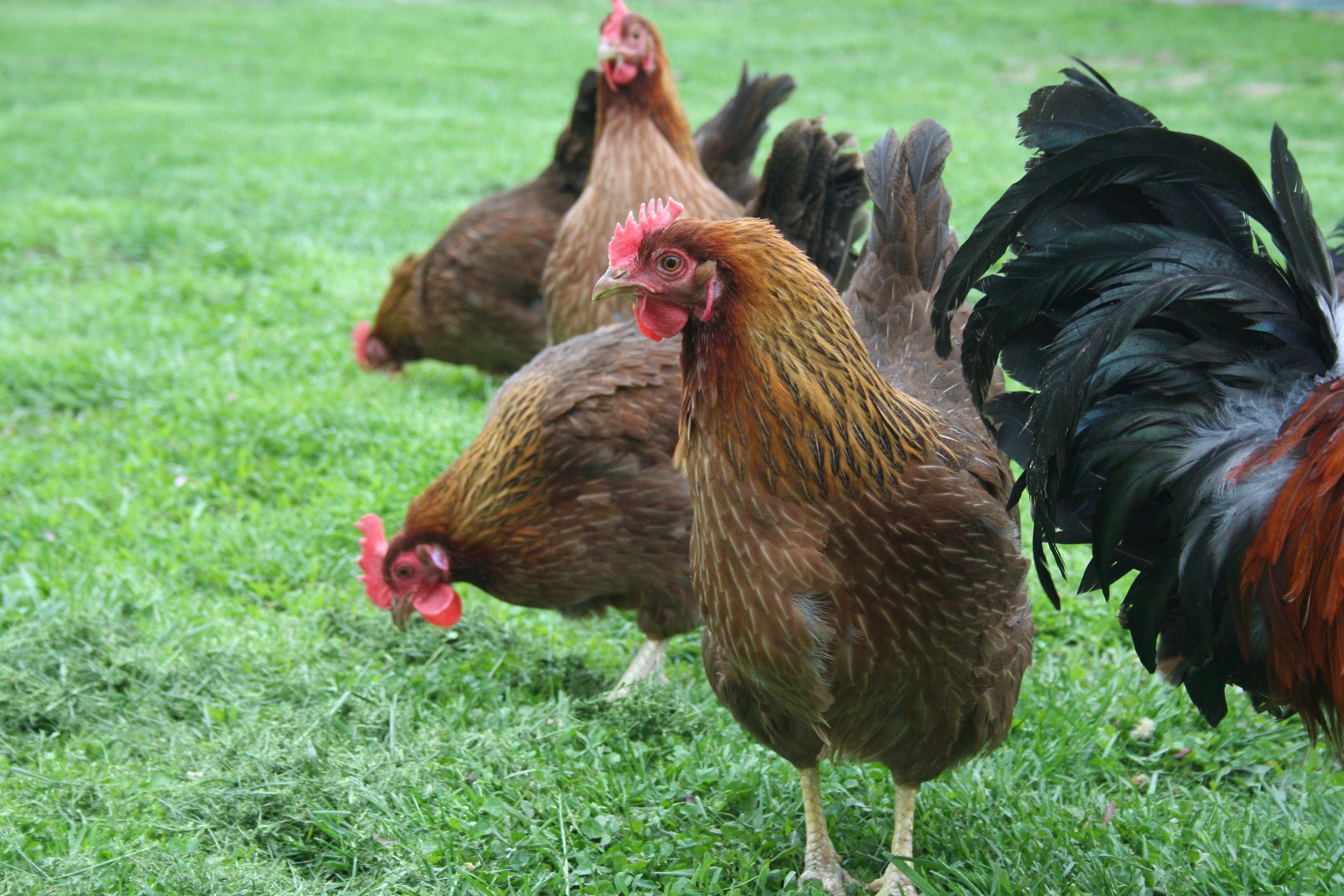 Welsummer Started Young Pullet Hens - Chicken Scratch Poultry