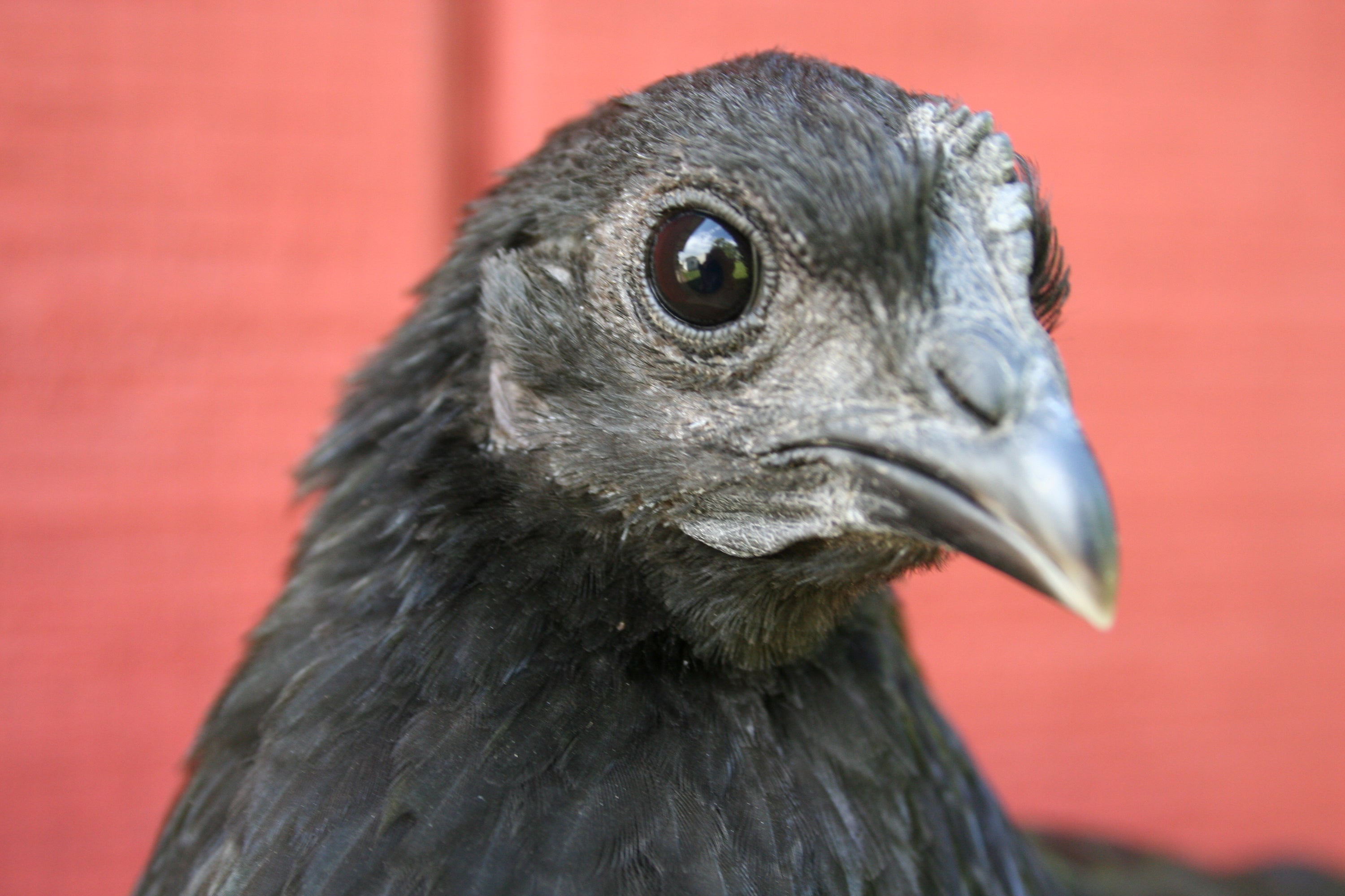 Chicken Scratch Poultry