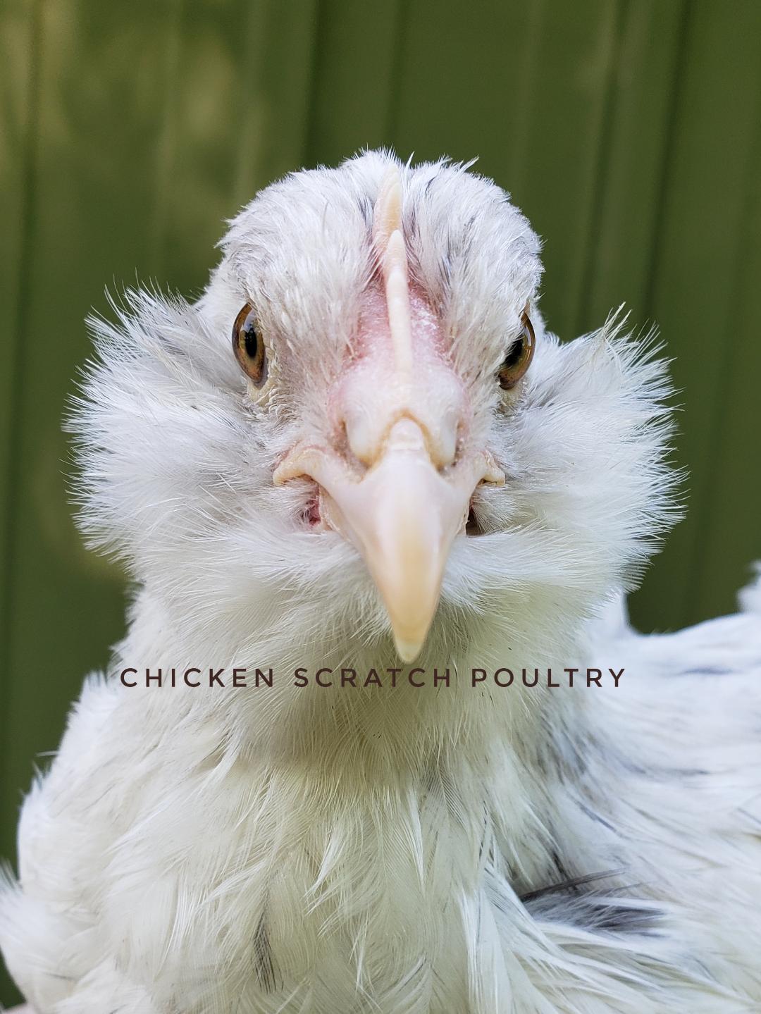 Chicken Scratch Poultry