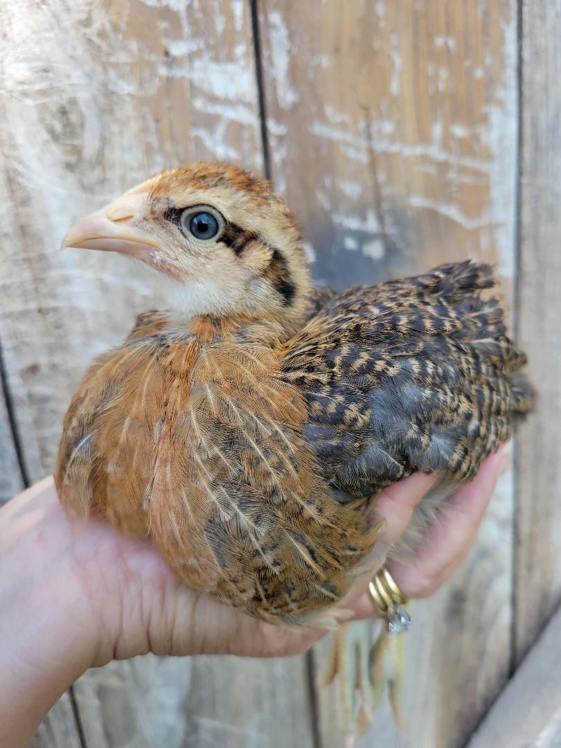 Chicken Scratch Poultry