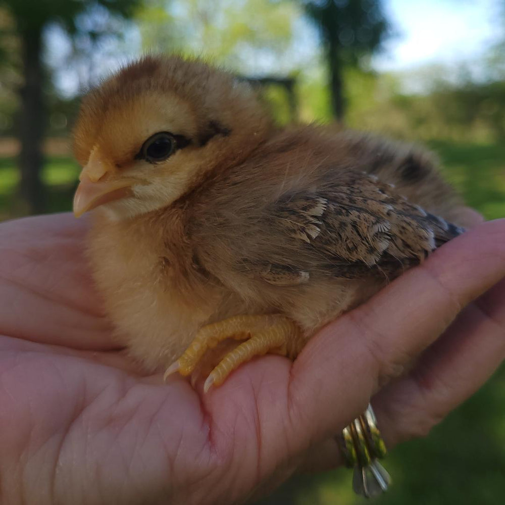 Chicken Scratch Poultry