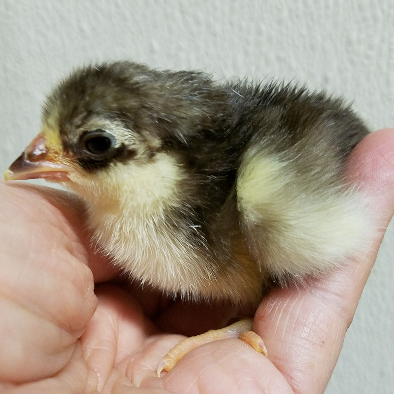 Chocolate Orpington Bantam Chicks - Chicken Scratch Poultry
