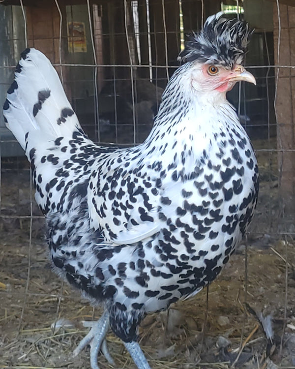 Appenzeller Silver Spitzhauben Chicks - Chicken Scratch Poultry