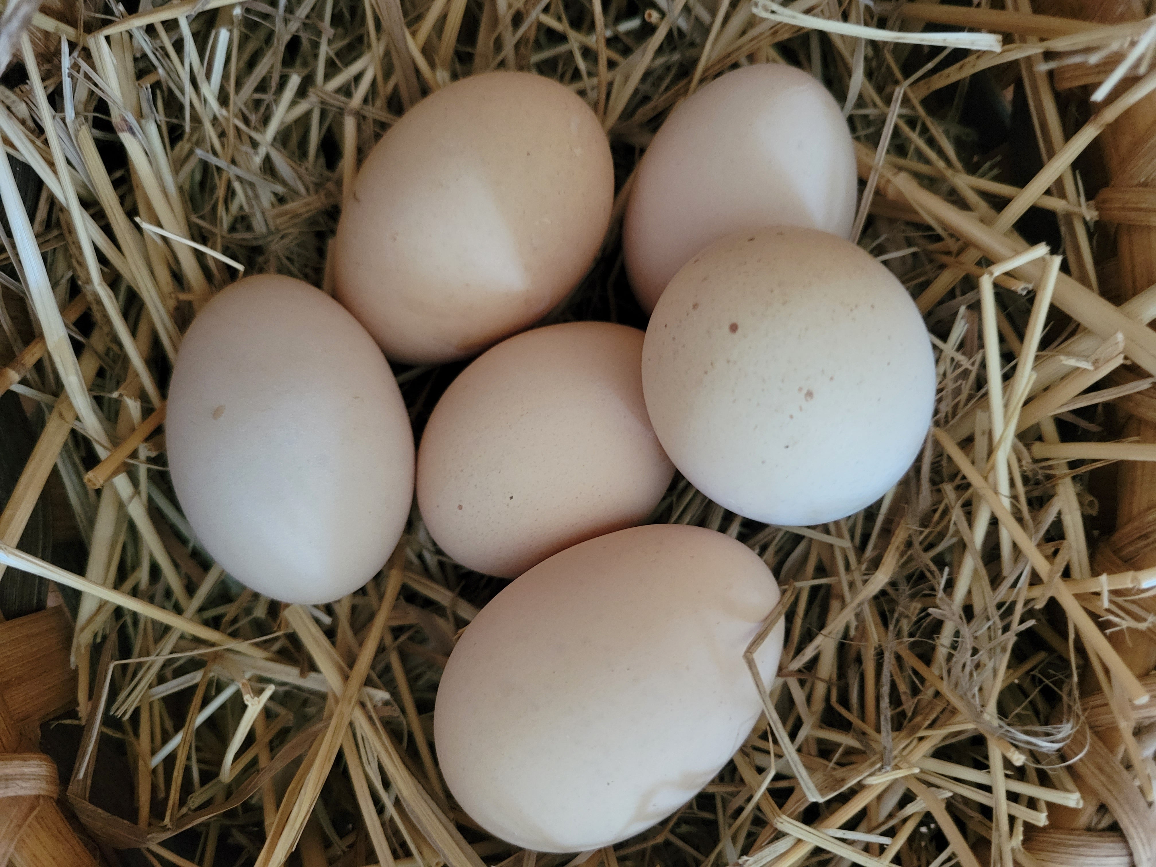 Heritage Rhode Island Red Started Young Pullet Hens - Chicken Scratch ...