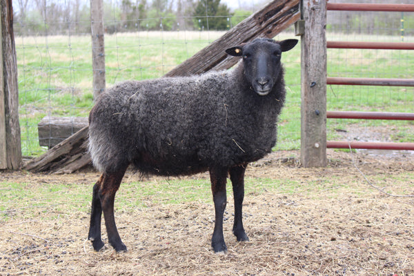 Products Page 2 - Chicken Scratch Poultry