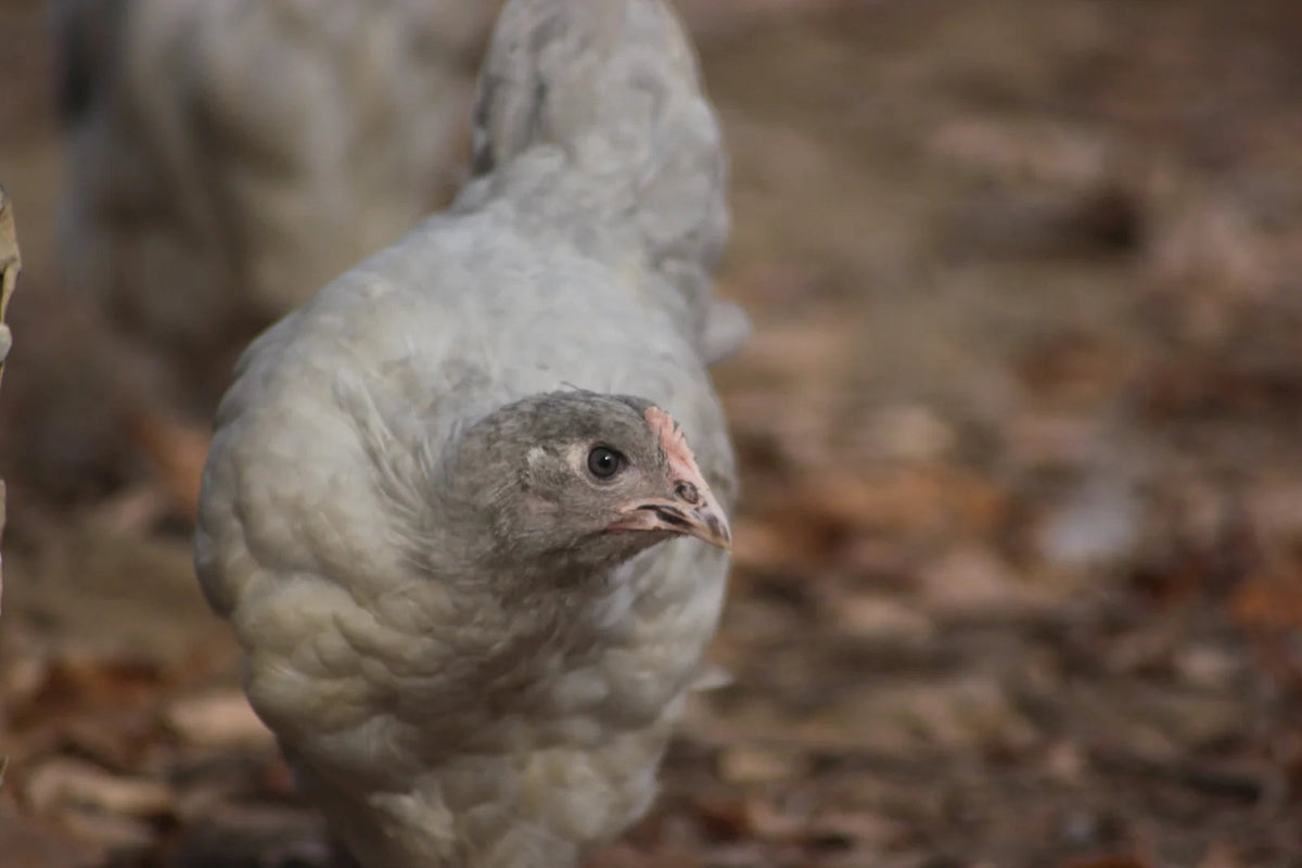 Lavender Orpington Started Young Pullet Hens - Chicken Scratch Poultry