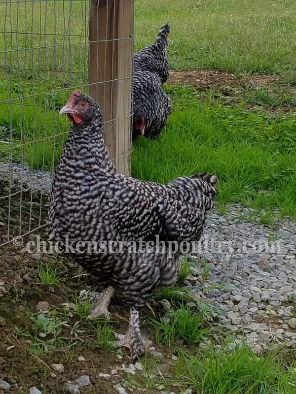 Malines Chicks - Chicken Scratch Poultry