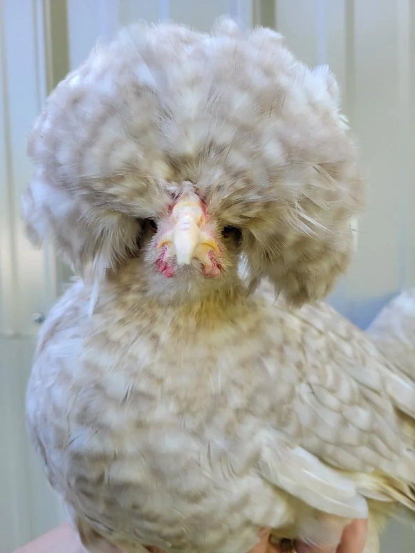 White Crested Cuckoo Polish Chicks - Chicken Scratch Poultry