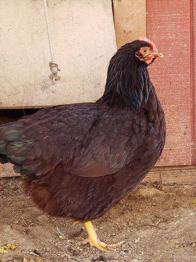 Heritage Rhode Island Red Started Young Pullet Hens Chicken Scratch