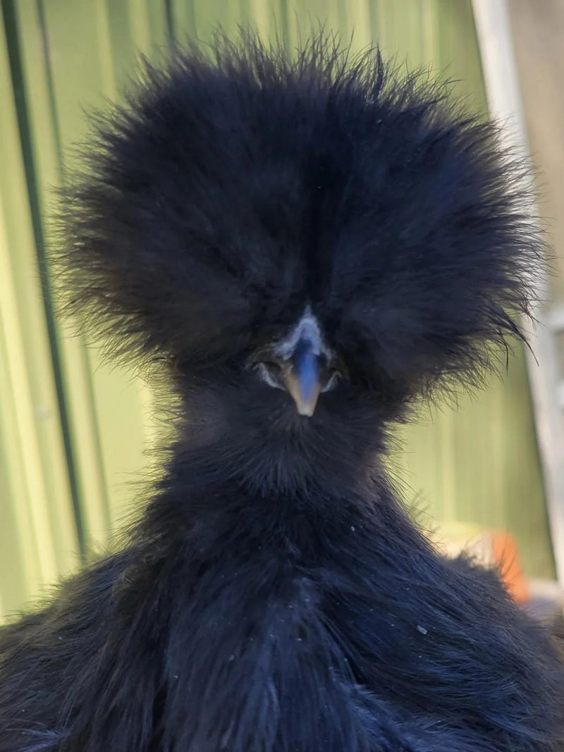 Silkie Bearded Crested Started Young Pullet Hens - Chicken Scratch Poultry