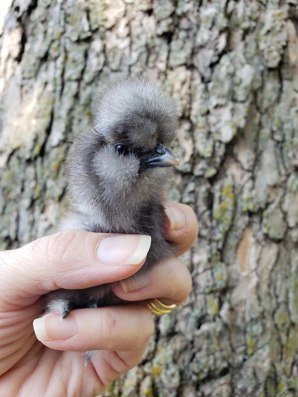 Silkie Bearded Crested Started Young Pullet Hens - Chicken Scratch Poultry