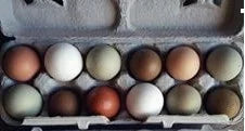 F2 Olive Egger Fertile Hatching Eggs - Chicken Scratch Poultry