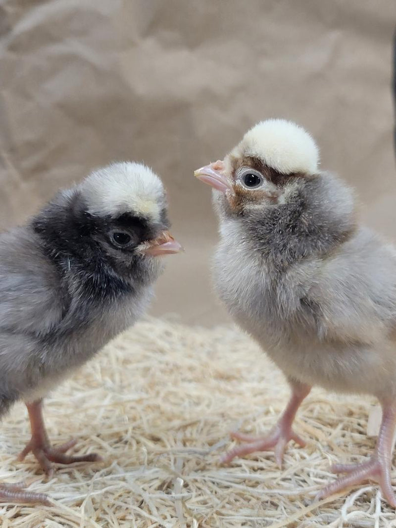 White Crested Cuckoo Polish Chicks - Chicken Scratch Poultry